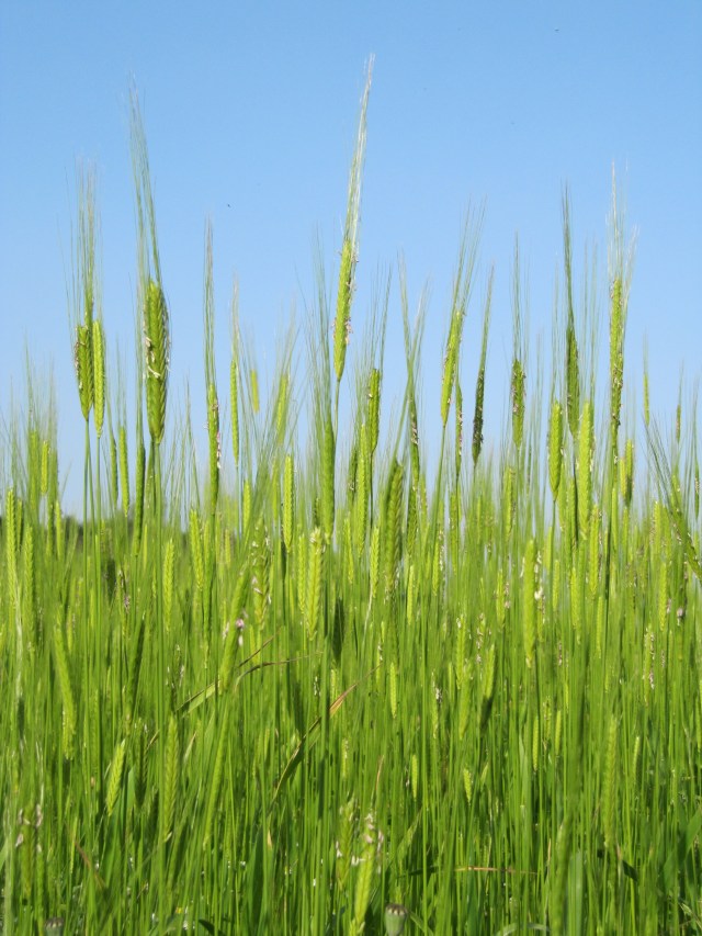 Wheat found in Mesolithic Britain 2000 years before farming arrived ...